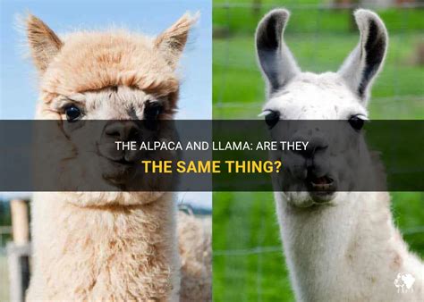 The Alpaca And Llama Are They The Same Thing PetShun