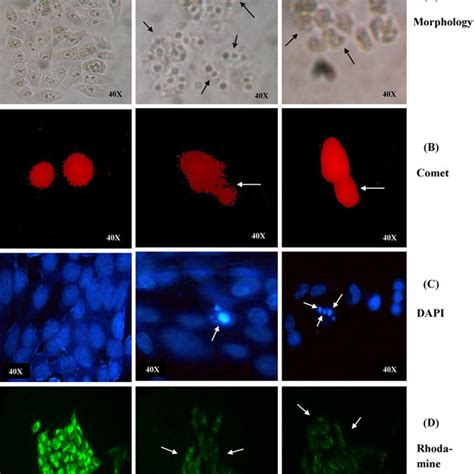 Dna Fragmentation Analysis By Tunel Assay Dna Fragmentation Analysis Download Scientific