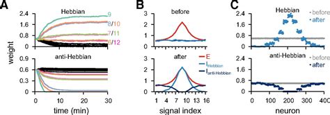 Complementary Inhibitory Weight Profiles Emerge From Plasticity And Allow Flexible Switching Of