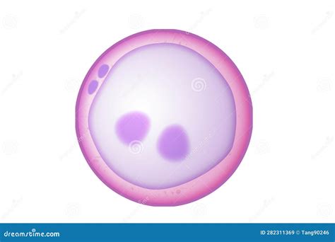 Zygote As The First Diploid Cell Stock Illustration Illustration Of