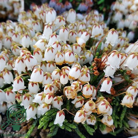 Cassiope Lycopodioides ‘beatrice Lilley Find Haveplanter