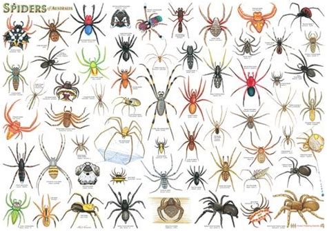 Spiders Australian Spider Australia Pictures Australian Animals