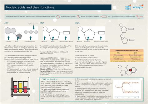 Nucleic Acids And Their Functions Nucleic Acids And Their Functions