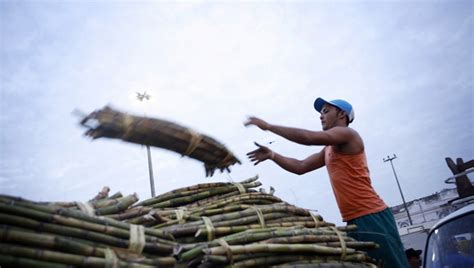 Genetics To Boost Sugarcane Production The Global Plant Council