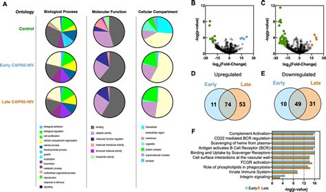 Gene Ontology And Pathway Analysis Reveals Differences Among Early And