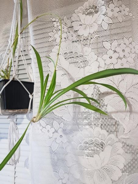 Продаю детку хлорофитума на срез быстро даст корешки в воде Растение очень зелёное полезное