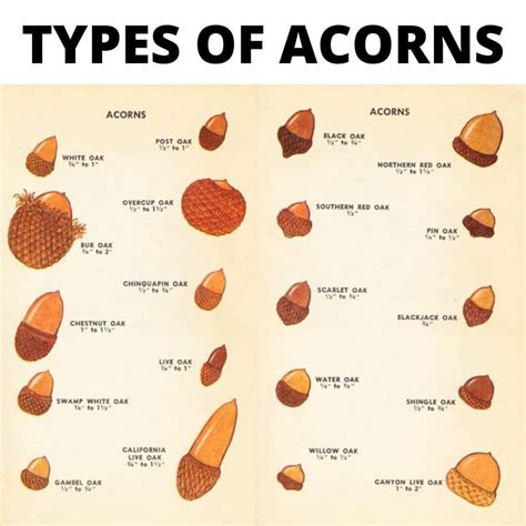 Types Of Acorns In An Old Book