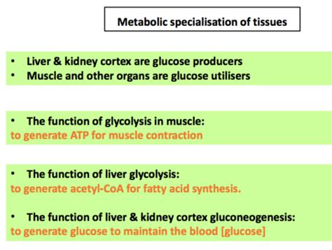 Glucose Metabolism Flashcards Quizlet