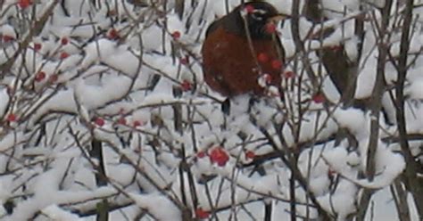 Maynard Life Outdoors And Hidden History Of Maynard Some Robins Do Not Migrate