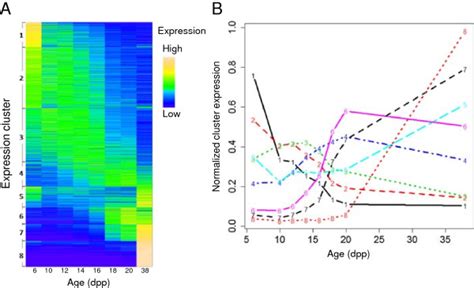 temporal gene expression clustering genes with maximal expression