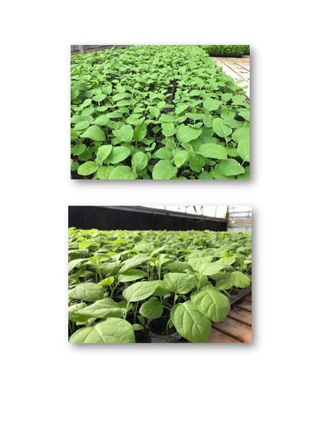 กรมส่งเสริมการเกษตร On Twitter พืชพันธุ์ดี ศูนย์ขยายพันธุ์พืชที่2 จ ตรัง🌱🌶️🪴 กรมส่งเสริม