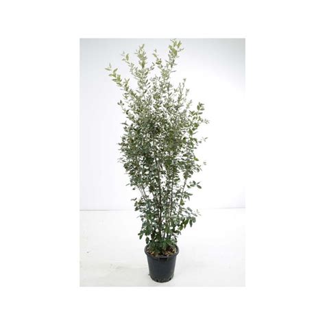 Chêne Vert Buisson