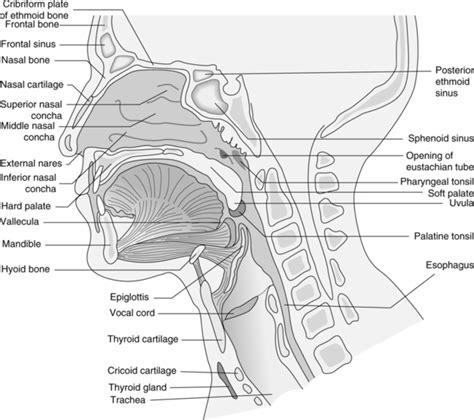 Anatomy Of The Respiratory System Clinical Gate
