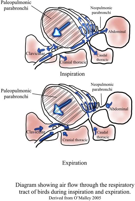Avian Respiratory System Bird Respiratory Anatomy And Airflow