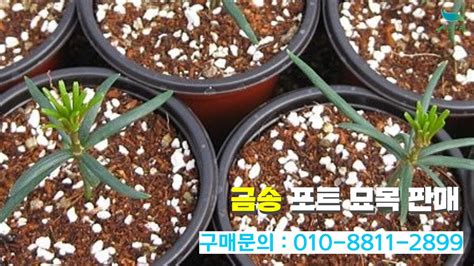 신바람 플랜트 협력농가 판매상품 나무장터com 금송 포트 묘목 판매합니다 Youtube