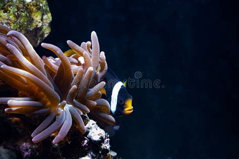 Clark`s Anemonefish Hide In Bubble Tip Anemone Fluorescent Animal Move
