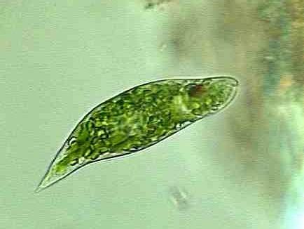 Revision Powerpoint For The Unicellular Organisms Or Microbes Topic Y8