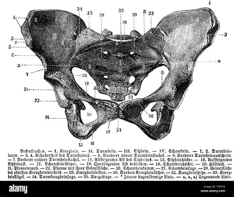 Pubic Crest