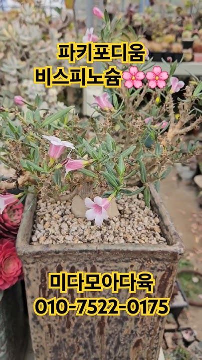 비스피노슘 꽃🌸🌸 아프리카식물 괴근식물 다육식물 선인장 리톱스 코노피튬 Succulent 多肉植物 Plants Youtube