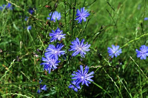 Chicory Or Cichorium Intybus Flowers With Green Leaves In A Field Stock
