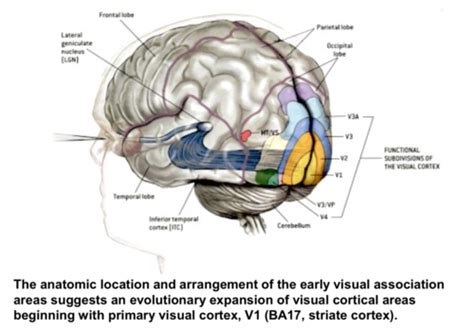 Visual Association Cortex