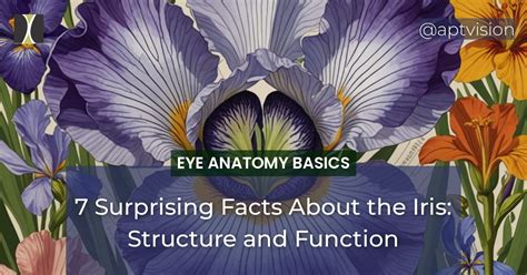 7 Surprising Facts About The Iris Structure And Function