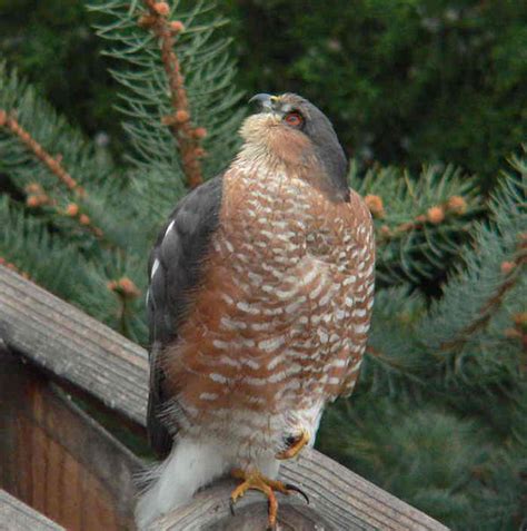 Sharp Shinned Hawk