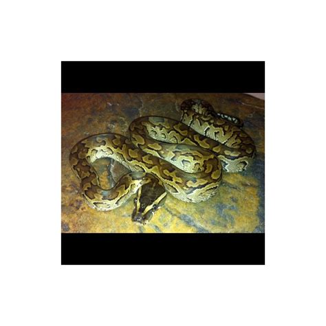 African Rock Pythons Python Sebae