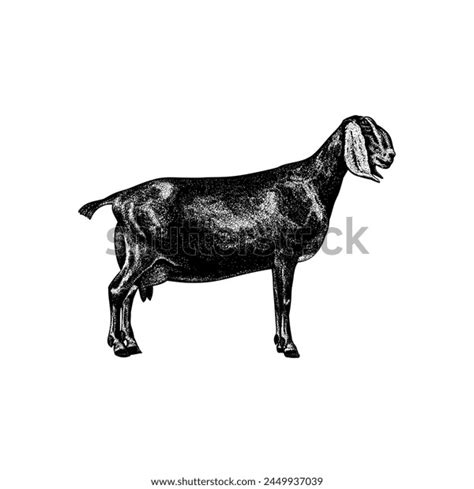Nubian Goat Hand Drawing Vector Isolated Stock Vector Royalty Free
