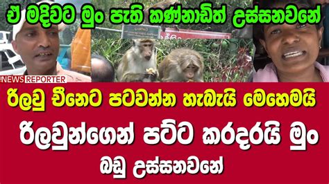 ‌🔺රිලවු චීනෙට පටවන්න හැබැයි මෙහෙමයි රිලවුන්ගෙන් පට්ට කරදරයි මුං බඩු උස්සනවනේ Youtube