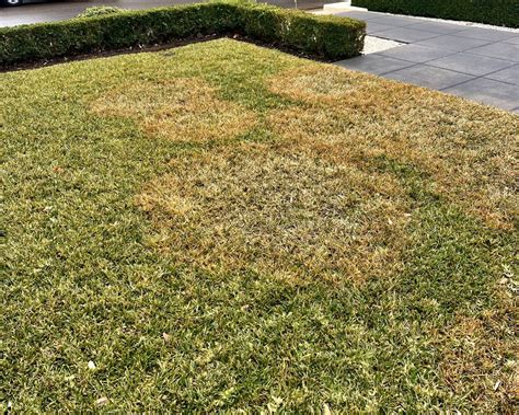 Common Issues With St Augustine Grass Southern Botanical