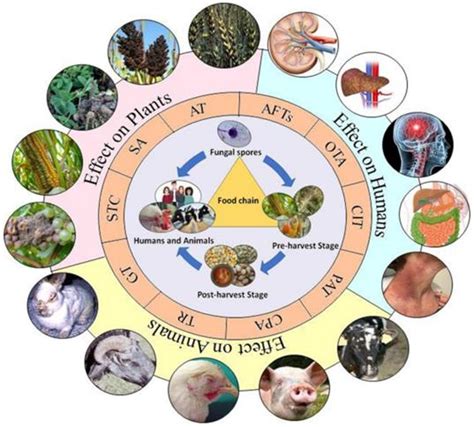 Mycotoxin Creative Diagnostics