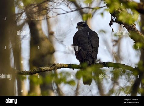 Forest Spirit Goshawk Accipiter Gentilis Female Goshawk In Her