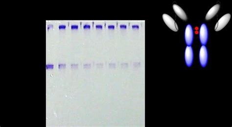 49 Sds Page Analysis Of Scfv Fc Disulfide Bridging With Download Scientific Diagram