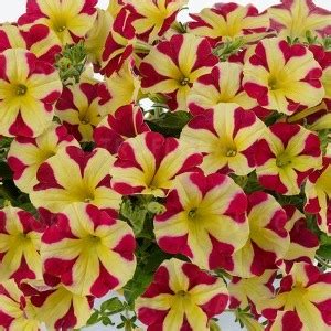 Аморе (петуния гибридная) малиново-желтая от производителя. Petunia ...