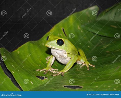 Green Frog With Big Eyes Stock Image Image Of Insect 247241309