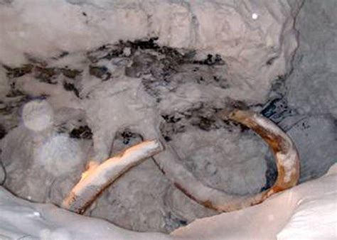 Ice Age Flower Revived Rare Pictures Of 5 Other Ice Age Discoveries