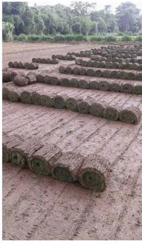 Lawn Grasss At Rs 18foot लॉन की घास In Pune Id 20154055073