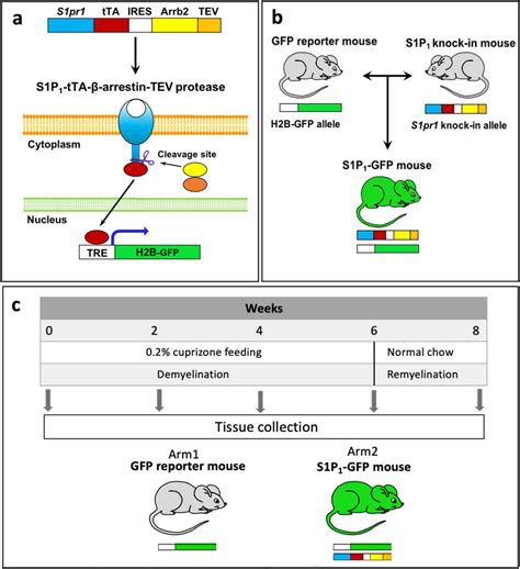 Generation Of S1p1 Gfp Signaling Mice Using The Tango System A Diagram