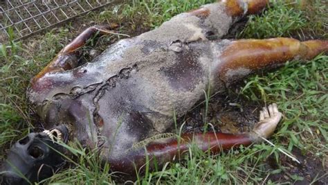 The Fascinating Process Of Human Decomposition CVLT Nation
