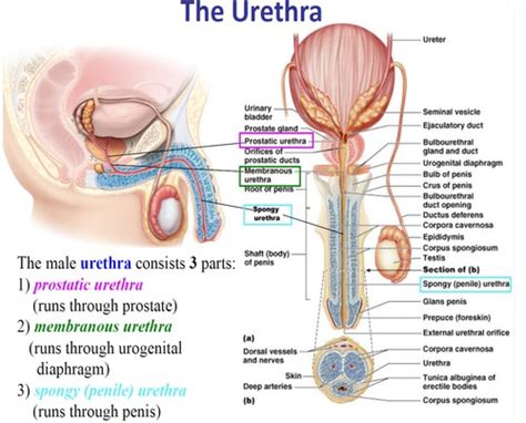 Cross Section Lecture 11 General Anatomy Of The Pelvis And The Male Pelvis Flashcards Quizlet