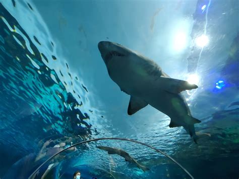 Acuario De Ripley En Canadá Toronto Información Entradas Y Opiniones