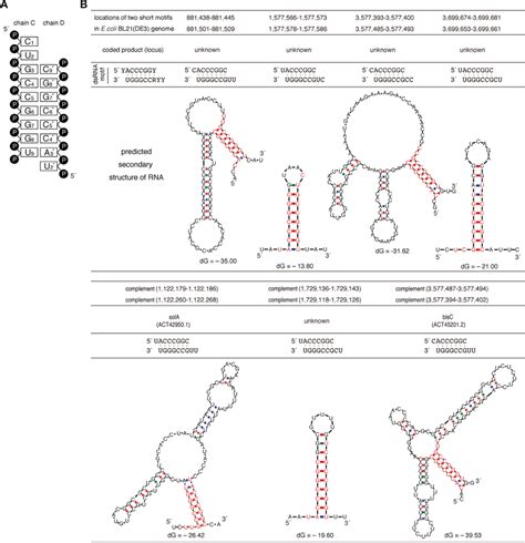 Identification Of Escherichia Coli Derived Nucleotide Sequences Download Scientific Diagram