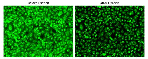 FITC-Palmitate Conjugate | Scientist.com