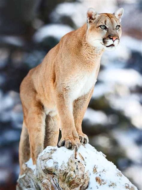 10 Incredible Cougar Facts Satbir Dhull