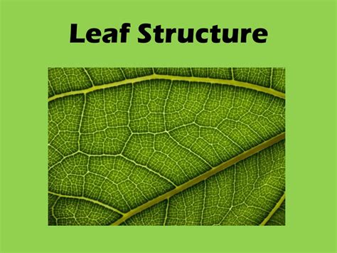 PPT Leaf Structure PowerPoint Presentation Free Download ID