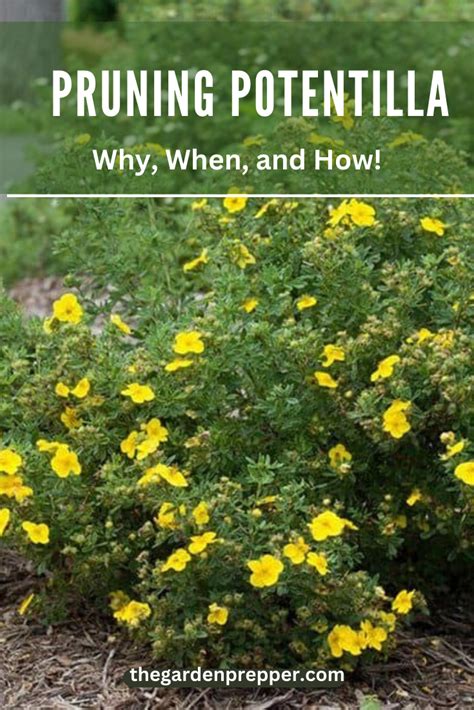 Pruning Potentilla Why When And How Shrub Care Drought