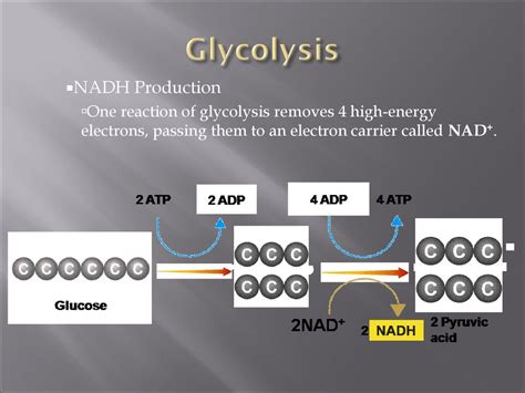 What Is The Purpose Of The Nadh Made During Glycolysis