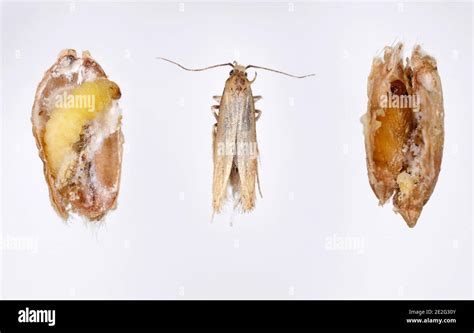 the angoumois grain moth sitotroga cerealella caterpillar pupa and