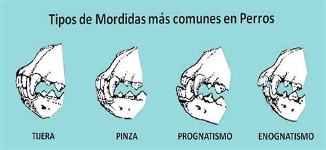 Nuncajamas Cocker Comprendiendo La Mordida Inferior O Prognatismo